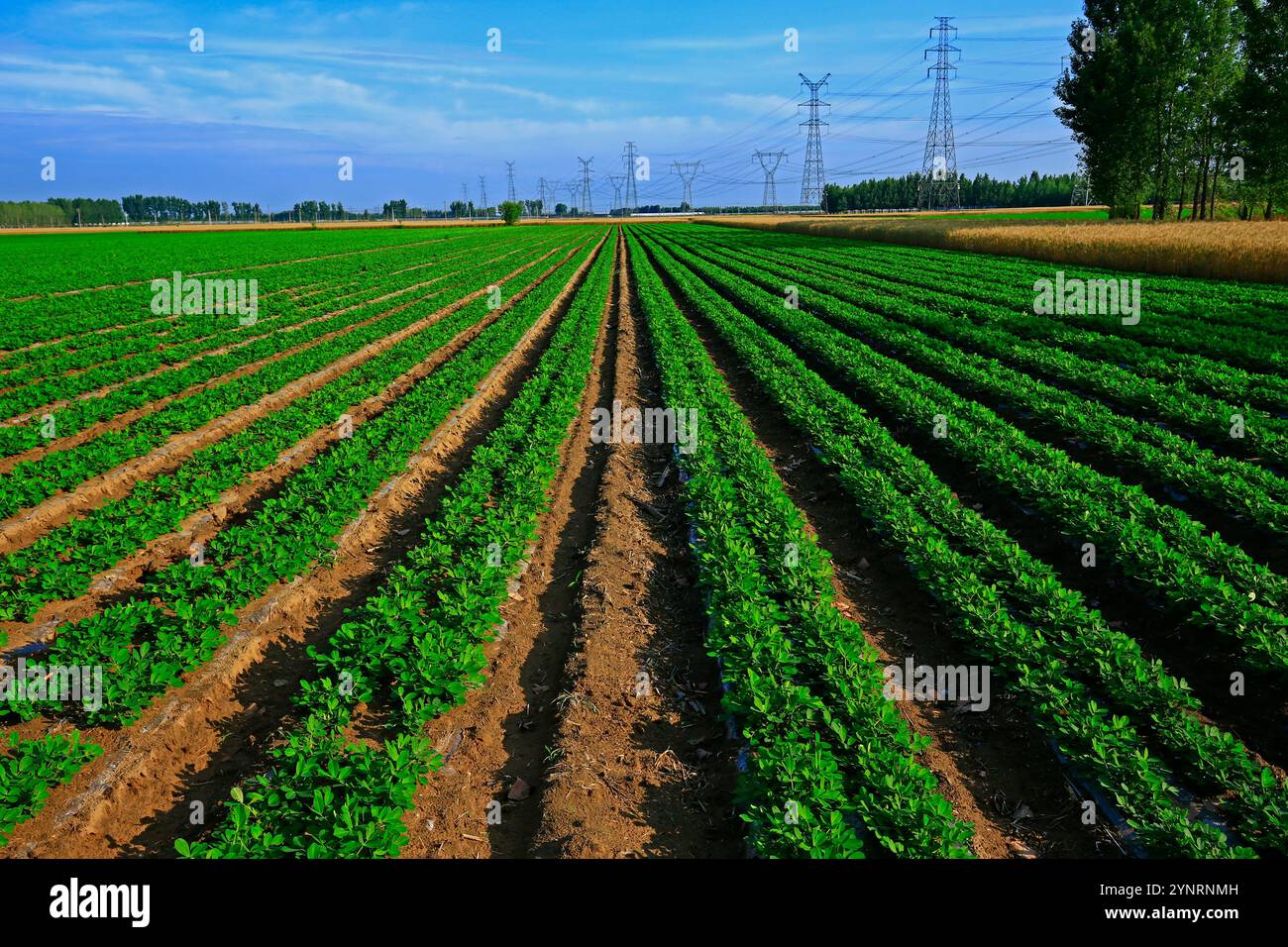 Rows of peanut fields Stock Photo - Alamy