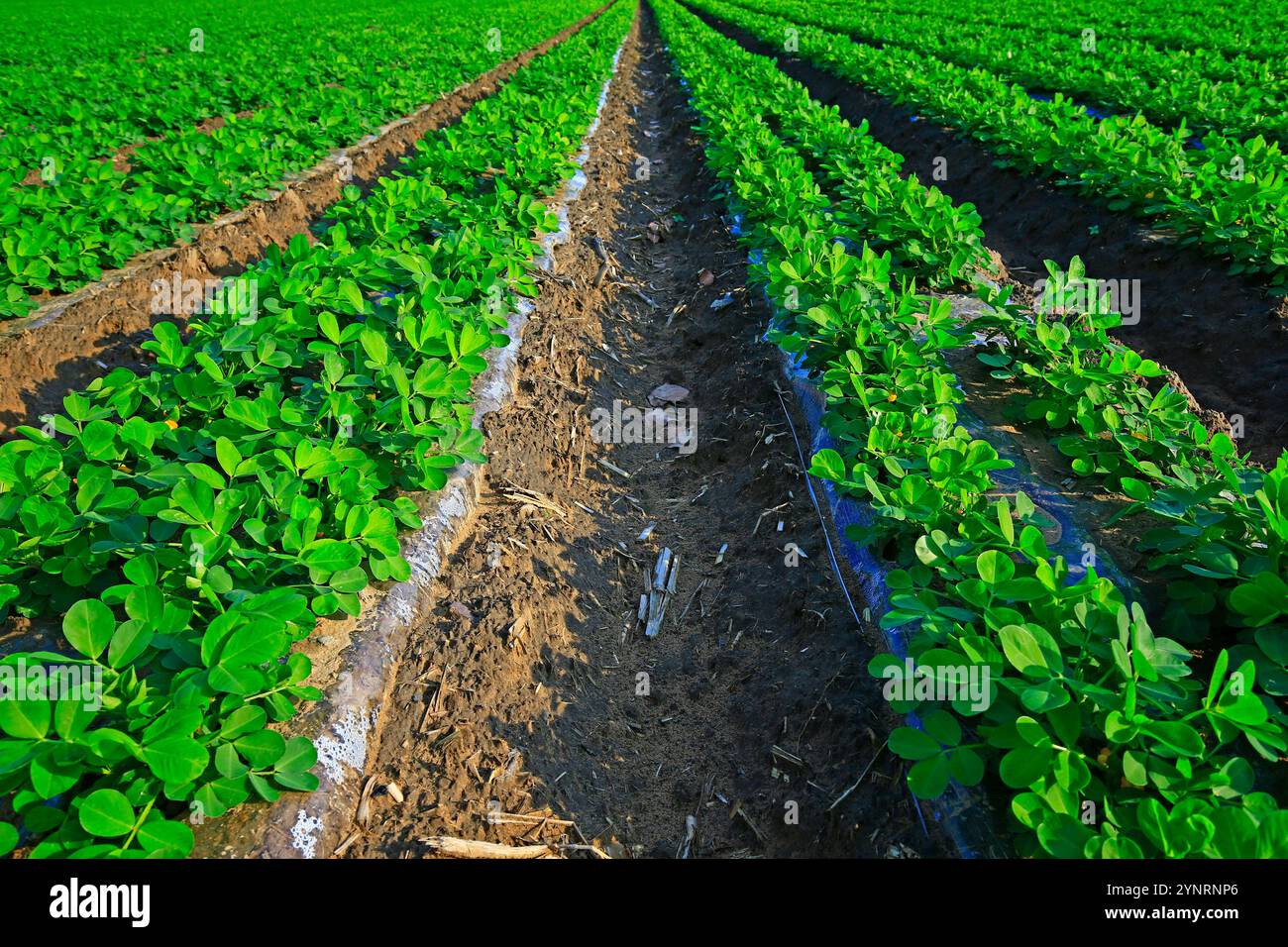 Rows of peanut fields Stock Photo - Alamy