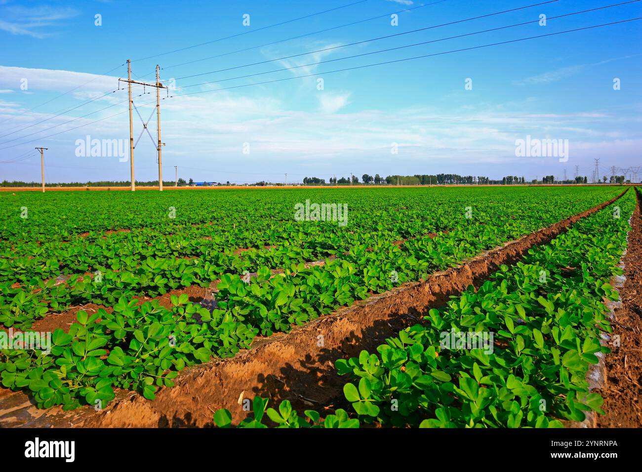 Rows of peanut fields Stock Photo - Alamy