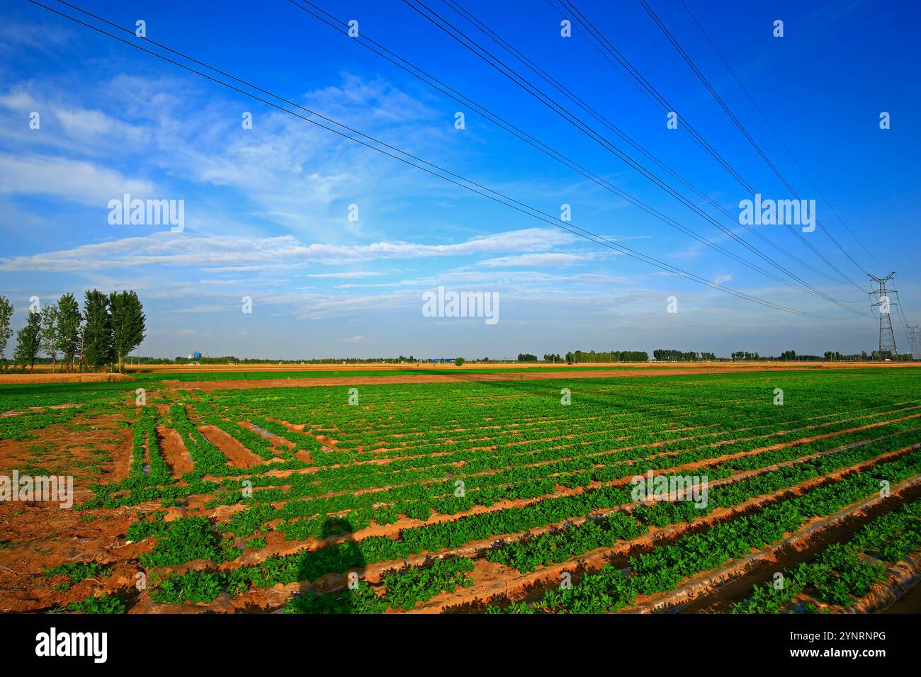 Rows of peanut fields Stock Photo - Alamy