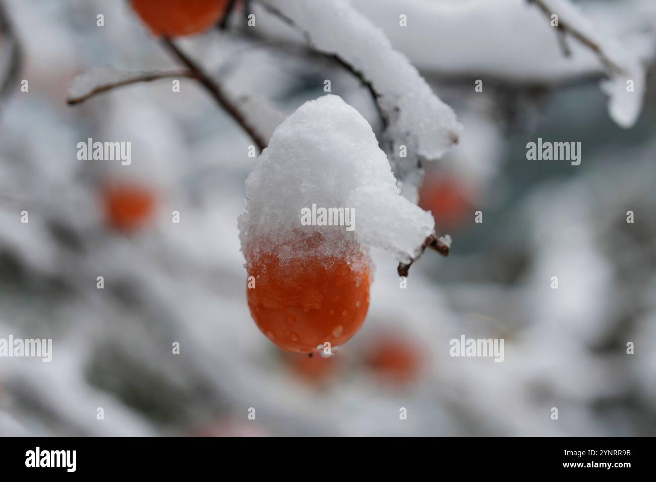 Snow-covered persimmons are seen in Seoul, South Korea, Wednesday, Nov ...