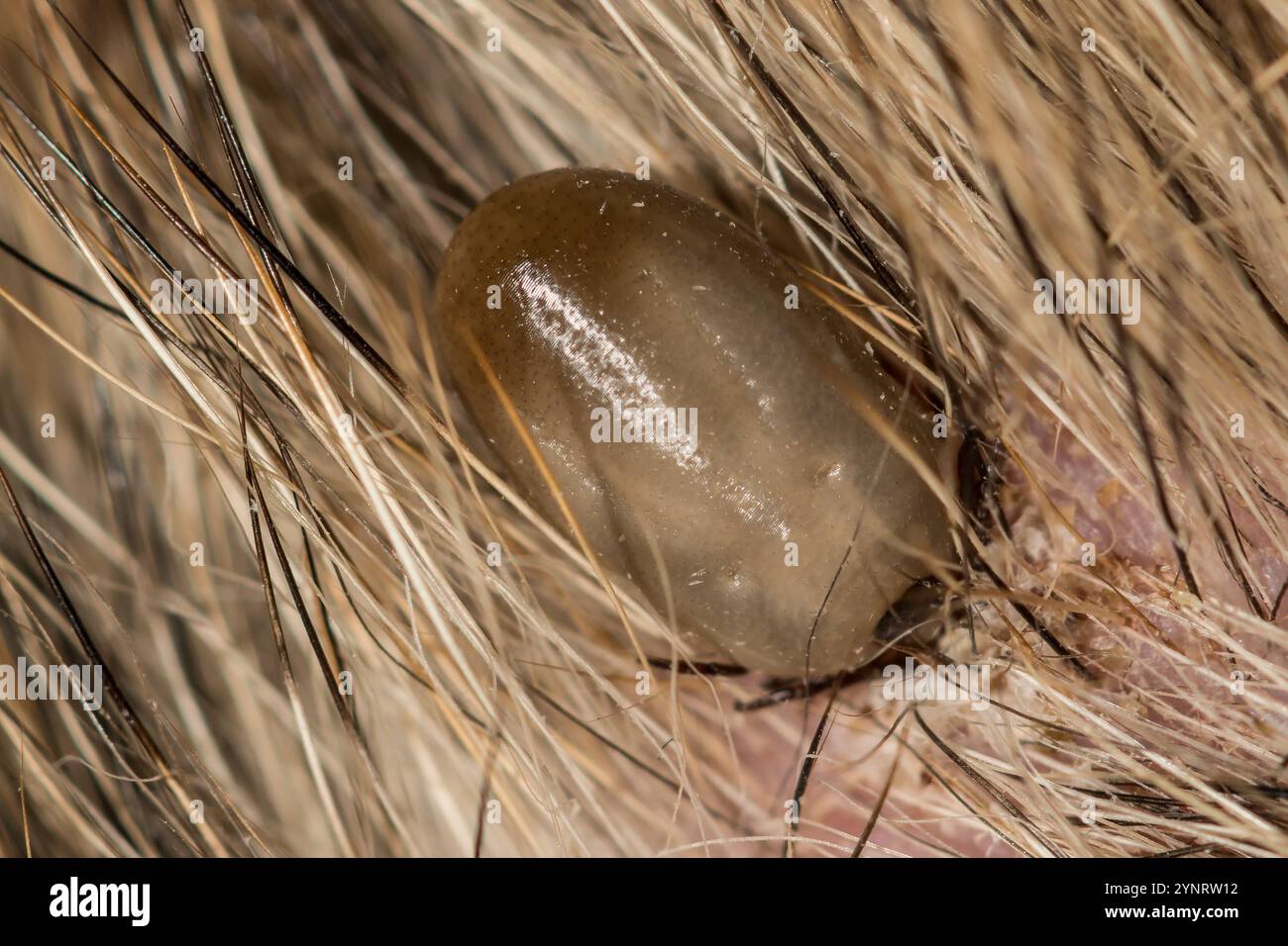 Engorged Female Blacklegged Tick - Ixodes scapularis Stock Photo - Alamy