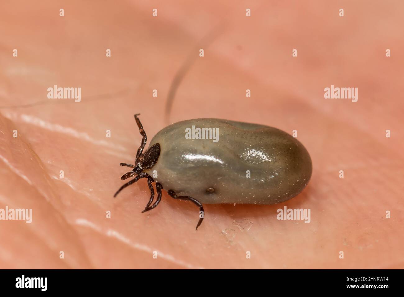 Engorged Female Blacklegged Tick - Ixodes scapularis Stock Photo - Alamy