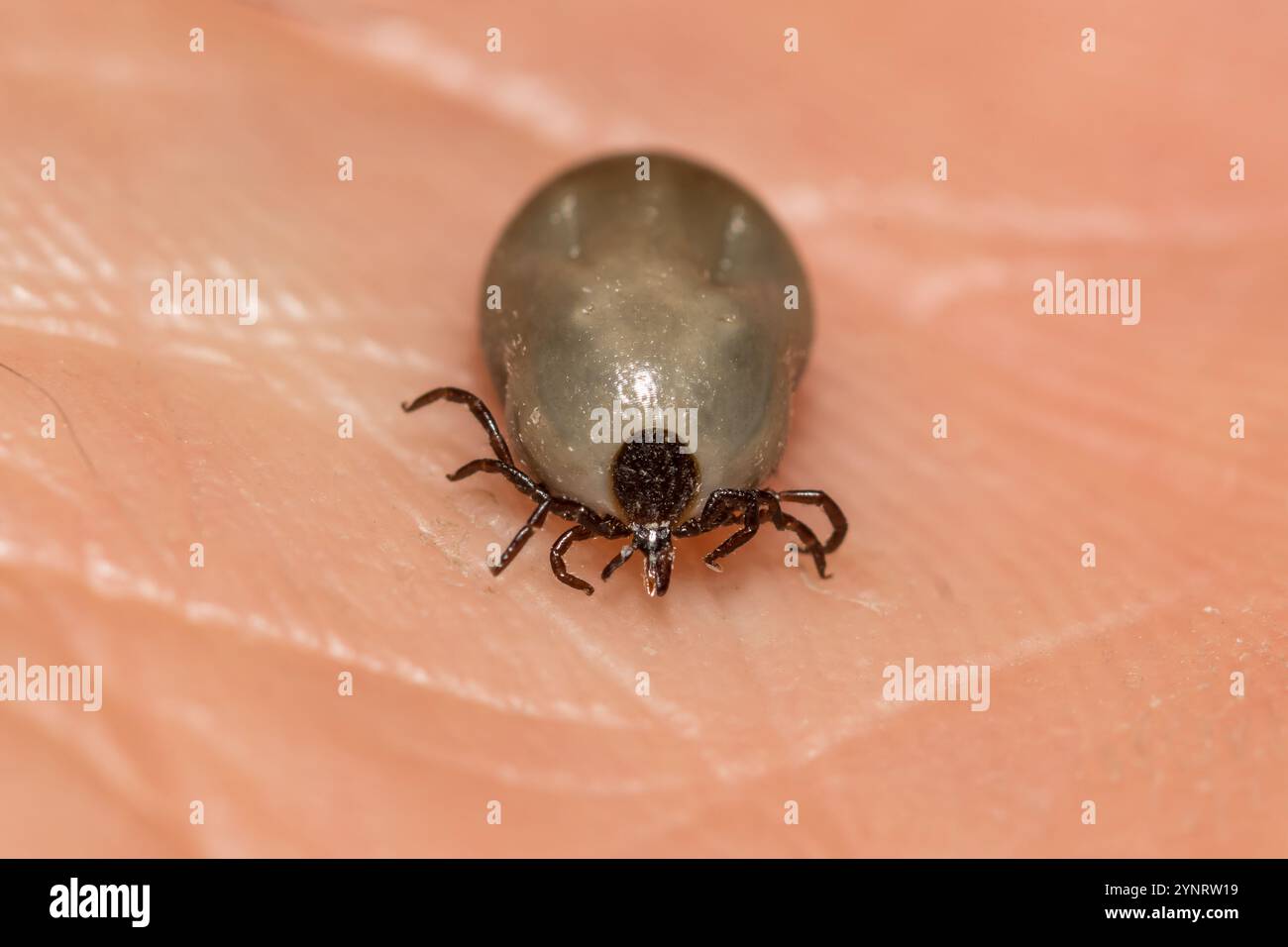 Engorged Female Blacklegged Tick - Ixodes scapularis Stock Photo - Alamy