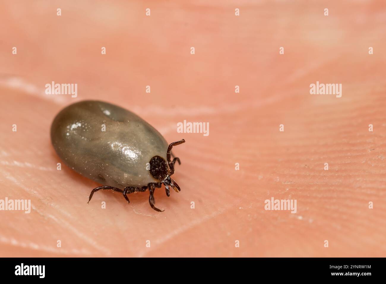 Engorged Female Blacklegged Tick - Ixodes scapularis Stock Photo - Alamy