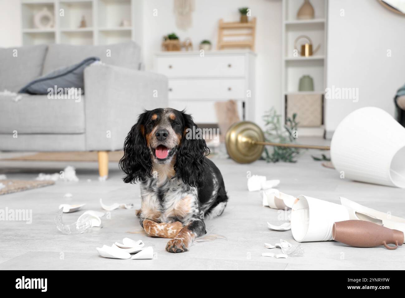 Dog and broken vase hi-res stock photography and images - Alamy