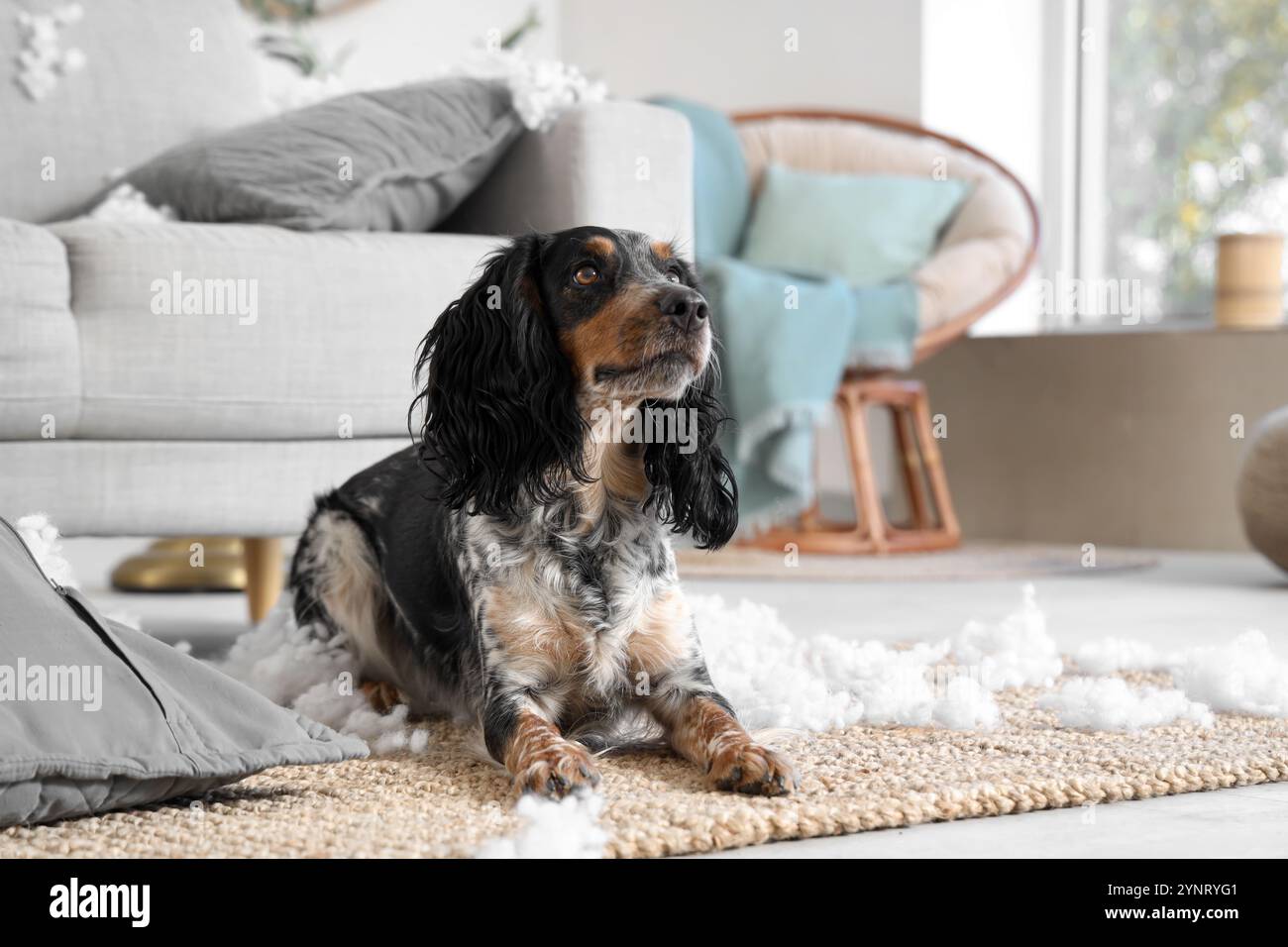 Naughty cocker spaniel with filling from torn pillow lying on rug in ...