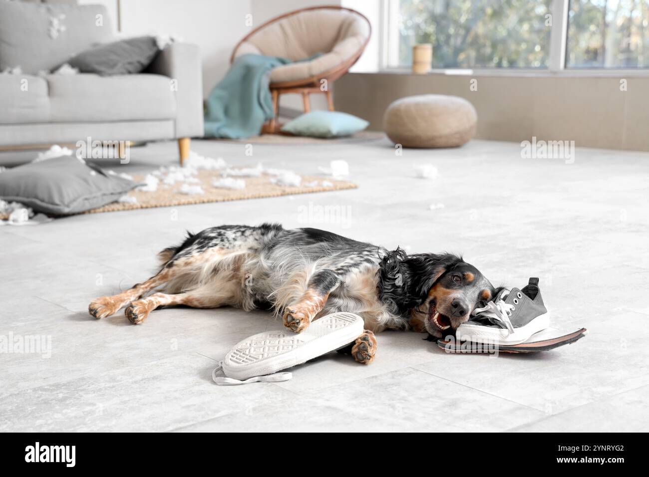 Spoiled shoes hi-res stock photography and images - Alamy