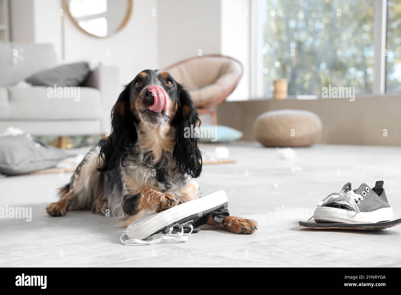 Naughty cocker spaniel chewing shoes in messy living room Stock Photo ...