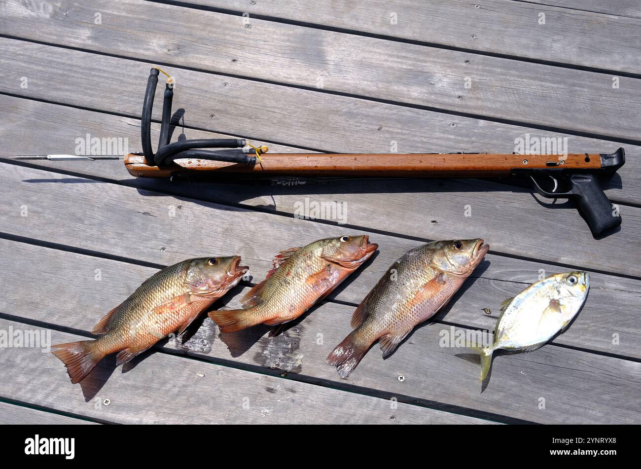 Indonesia Anambas Islands - Spear gun with shot fish Stock Photo - Alamy