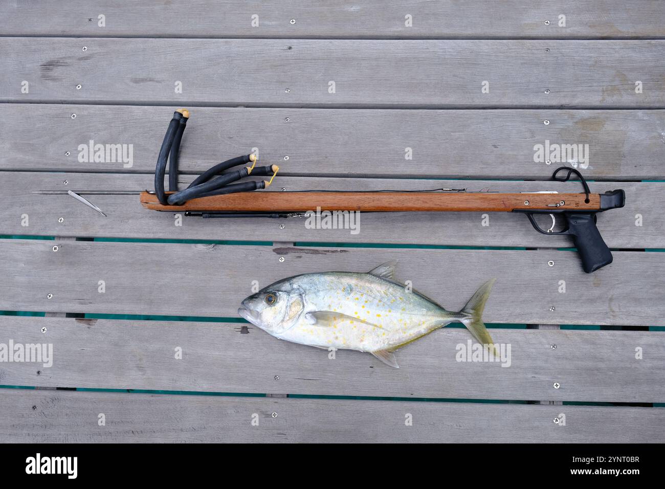 Indonesia Anambas Islands - Spear gun with shot fish Stock Photo - Alamy