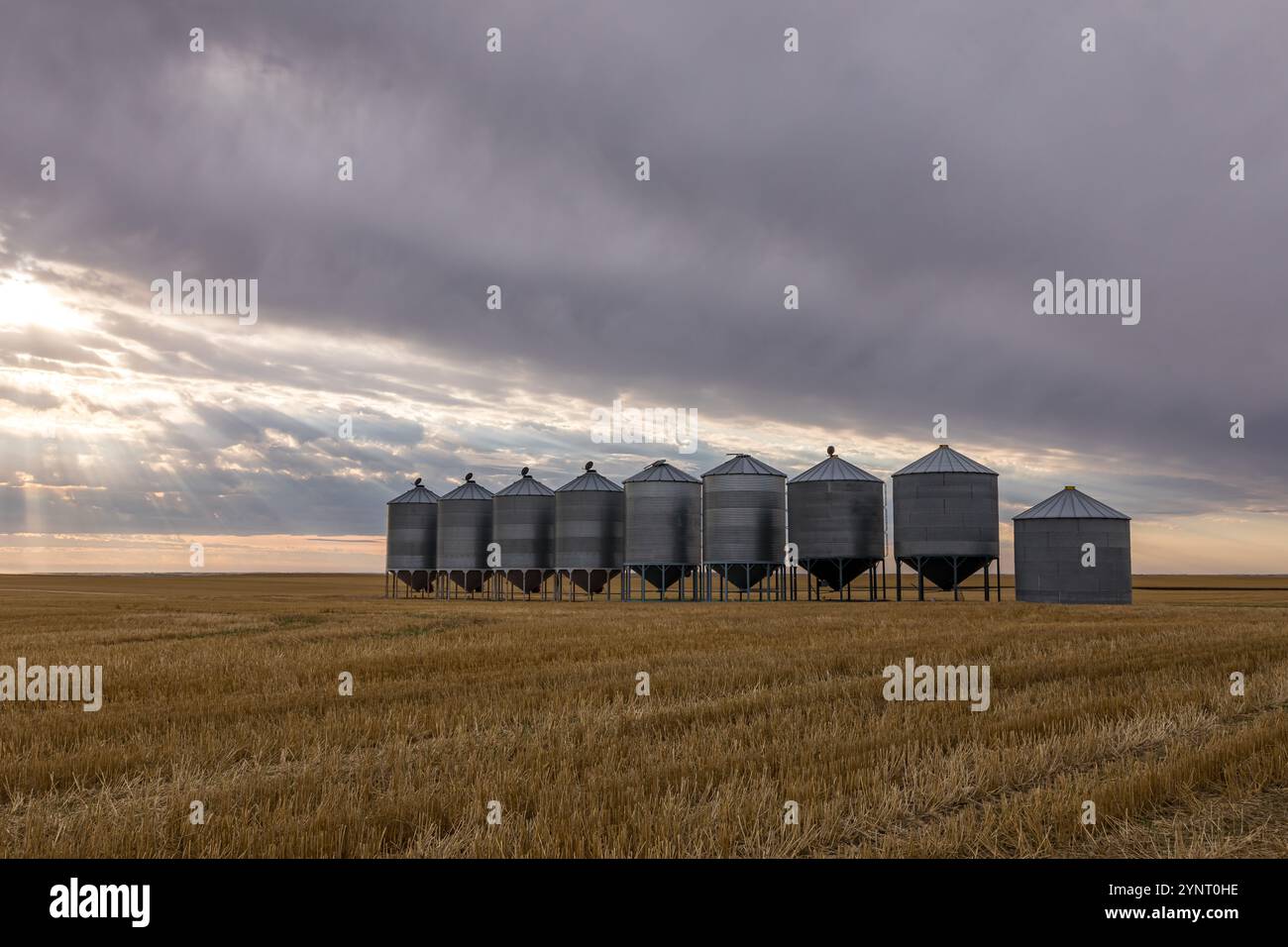 steel granaries lined up in the harvested field, under a cloudy sky, at ...
