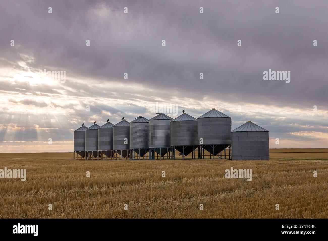 steel granaries lined up in the harvested field, under a cloudy sky, at ...