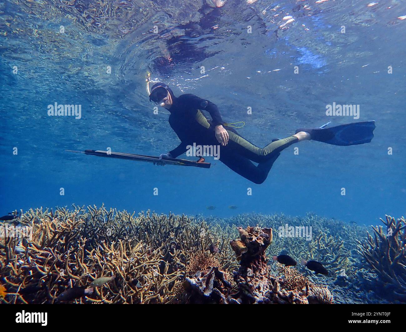 Indonesia Anambas Islands - Spearfishermen in the coral reef Stock ...