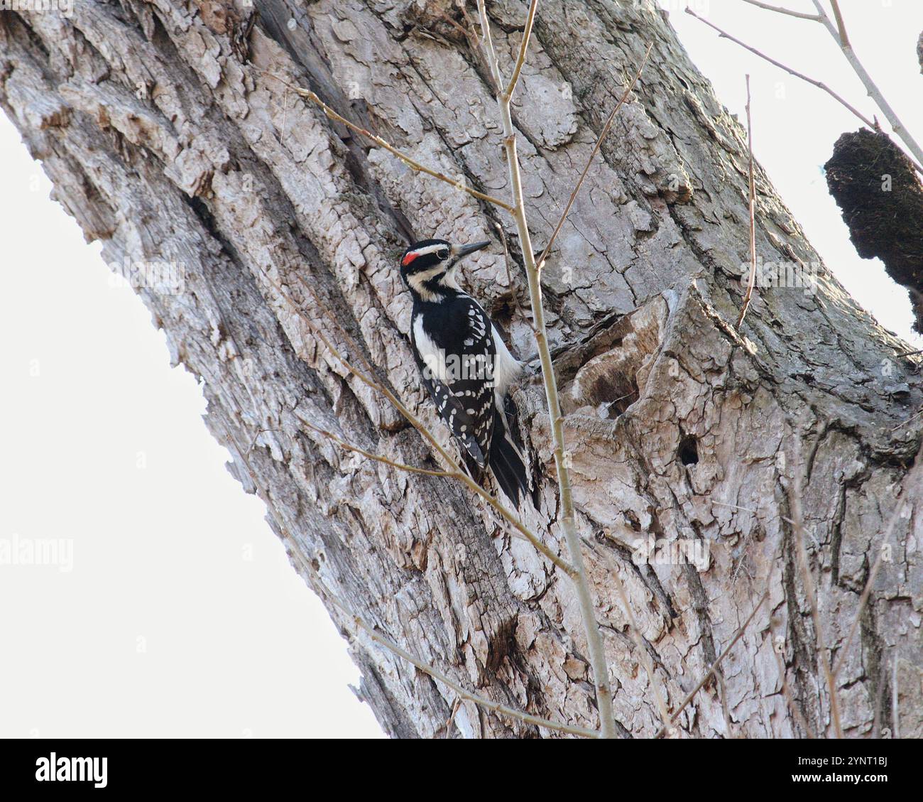 woodpecker eating bugs in a tree Stock Photo - Alamy