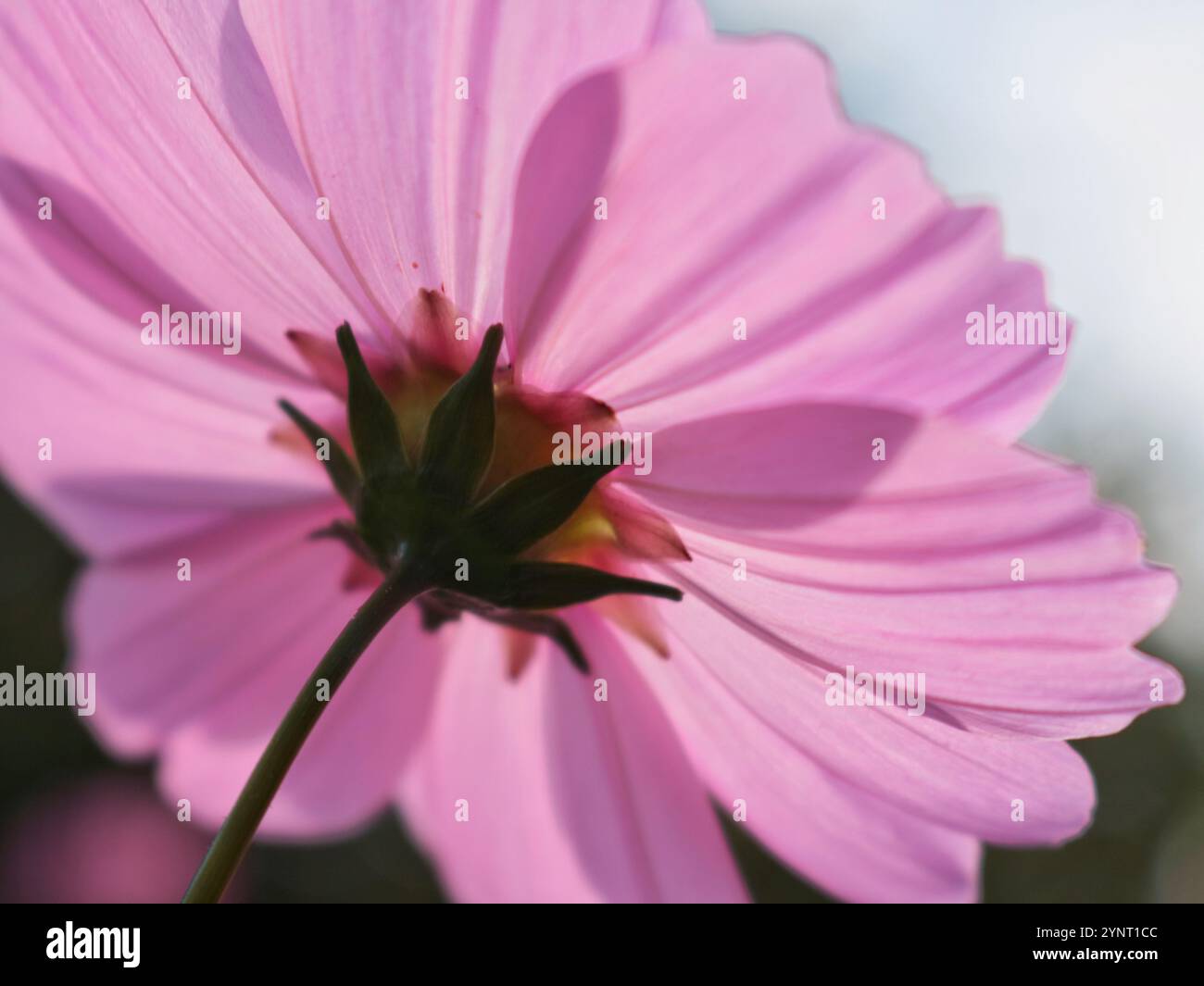 Daisy from underneath hi-res stock photography and images - Alamy