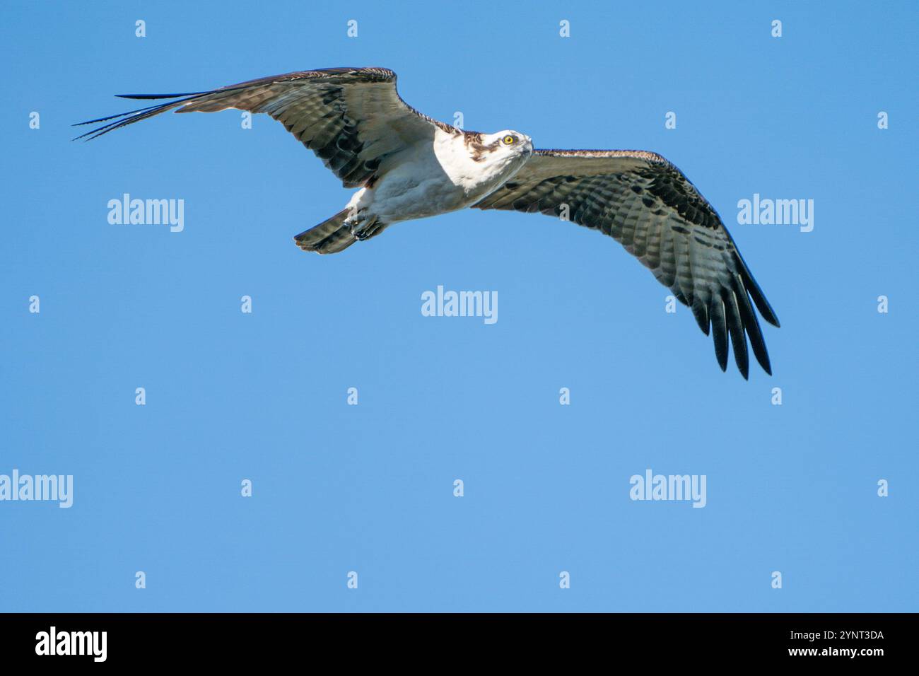 Osprey bird flying through clear skies Stock Photo - Alamy
