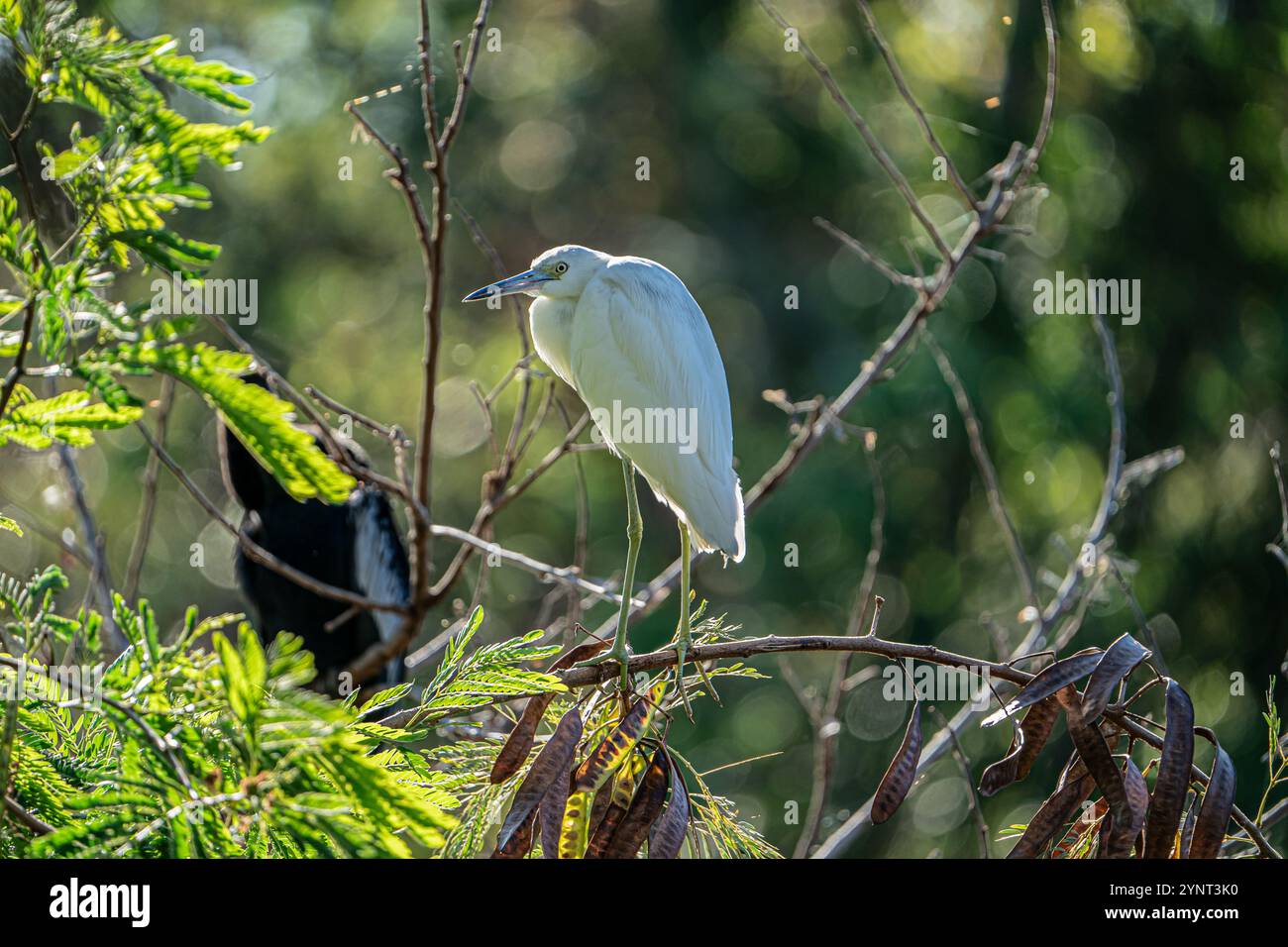 Little blue heron bird sunbathing on a branch Stock Photo - Alamy