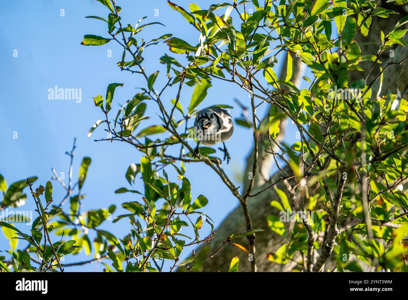 Blue jay bird jumping for an acorn out of a tree Stock Photo - Alamy
