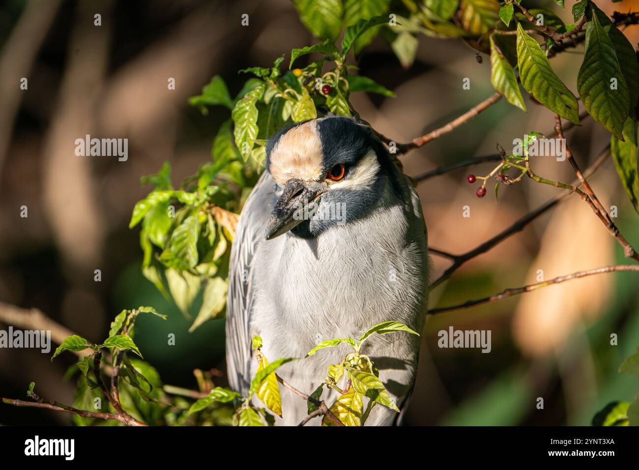 Yellow crowned night heron bird sunbathing on a branch Stock Photo - Alamy