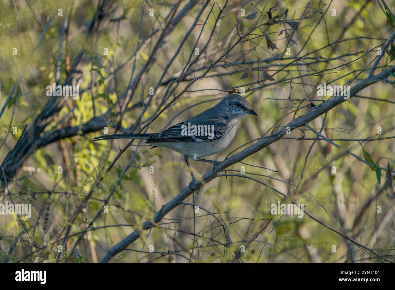 Northern mockingbird resting on a branch of a tree Stock Photo - Alamy