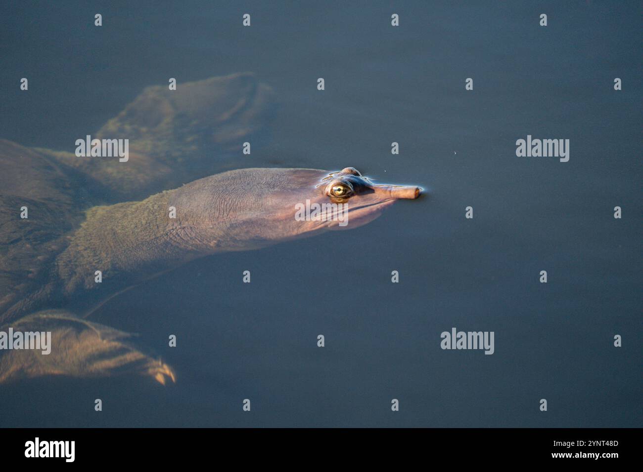 Florida softshell turtle swimming in a pond Stock Photo - Alamy