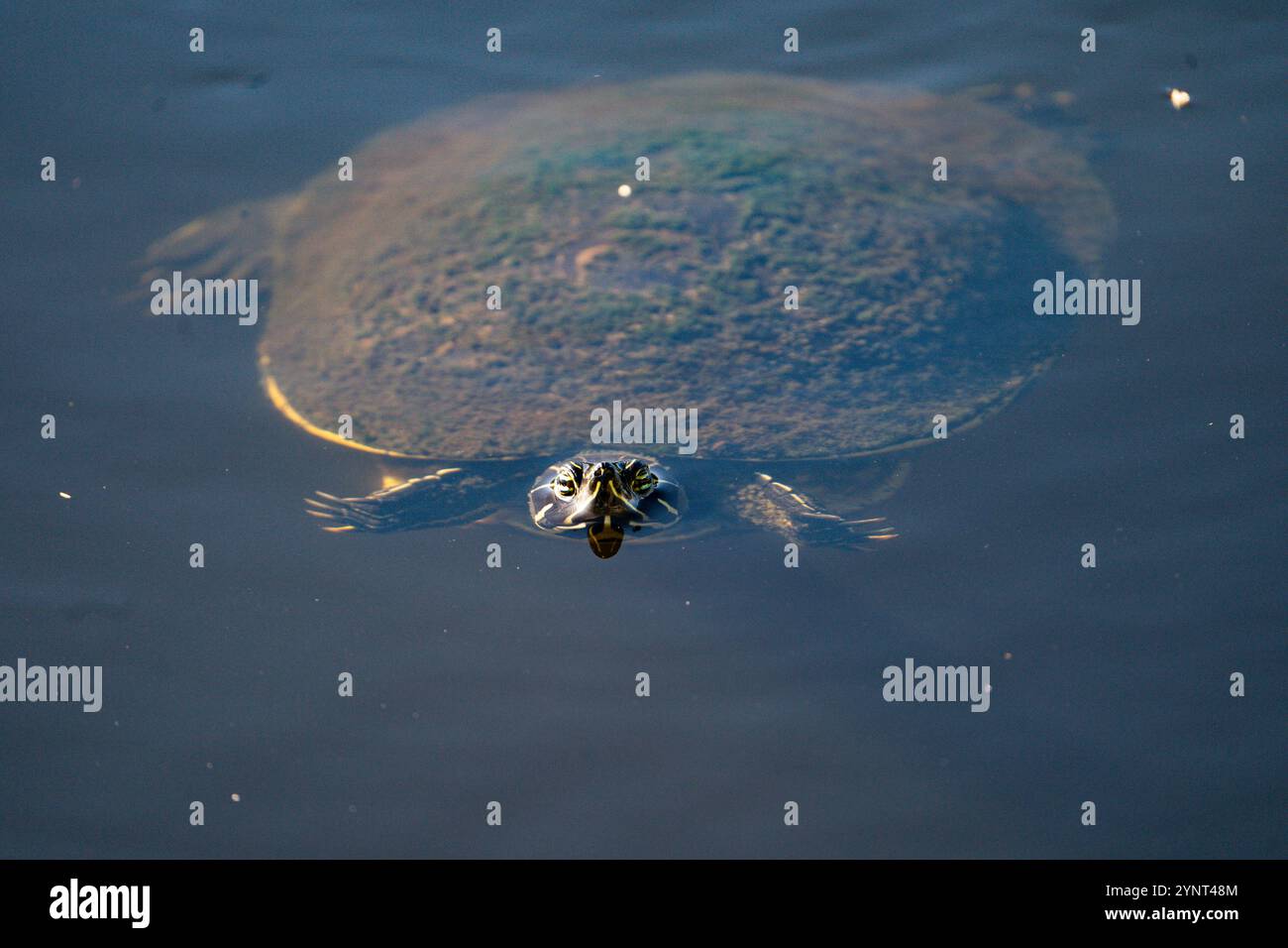 Peninsular cooter turtle swimming in a pond Stock Photo - Alamy