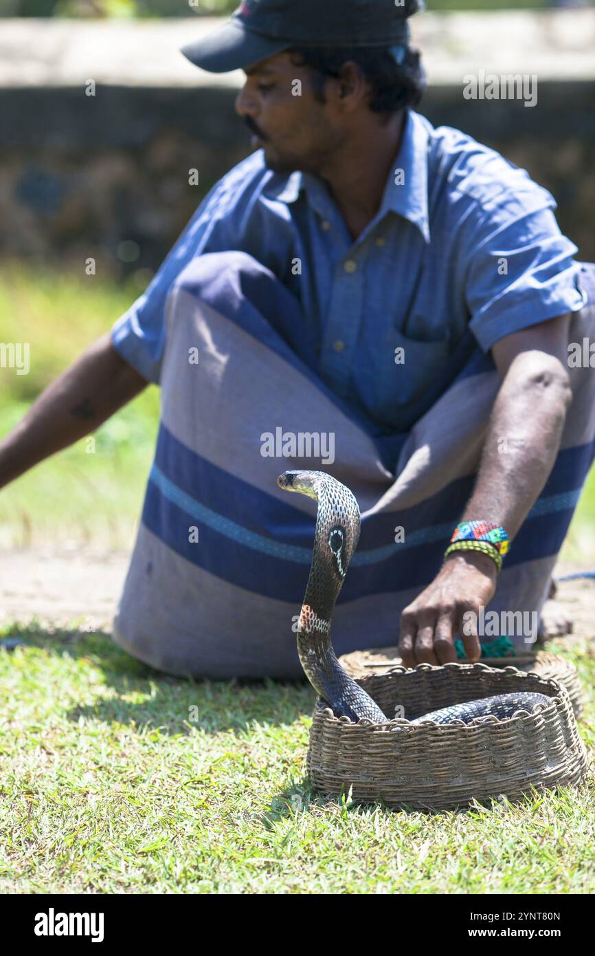 Sri lankan snake hi-res stock photography and images - Alamy