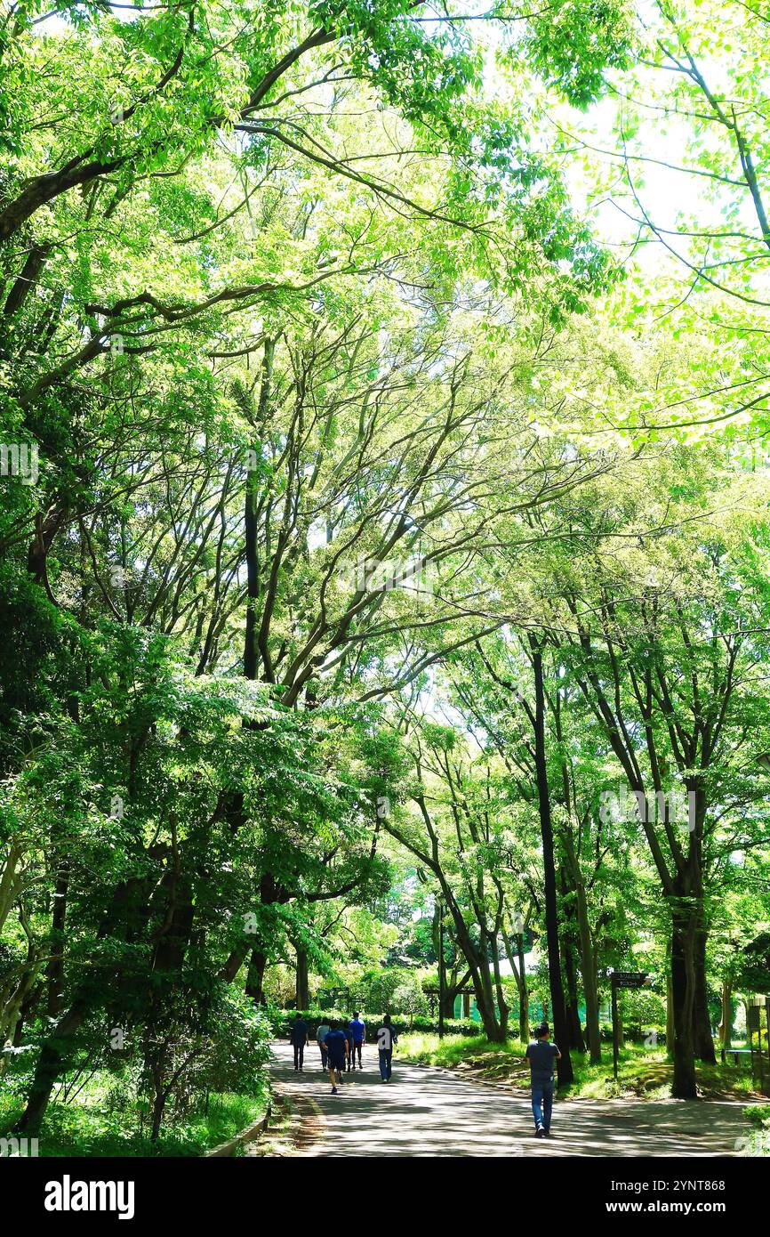 Kanagawa Prefecture Hiratsuka City General Park in fresh green Stock ...