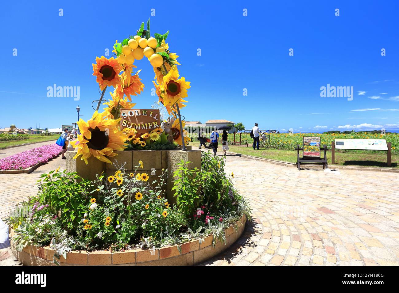 Sunflower on Soleil Hill (Nagai Kaite Park Stock Photo - Alamy