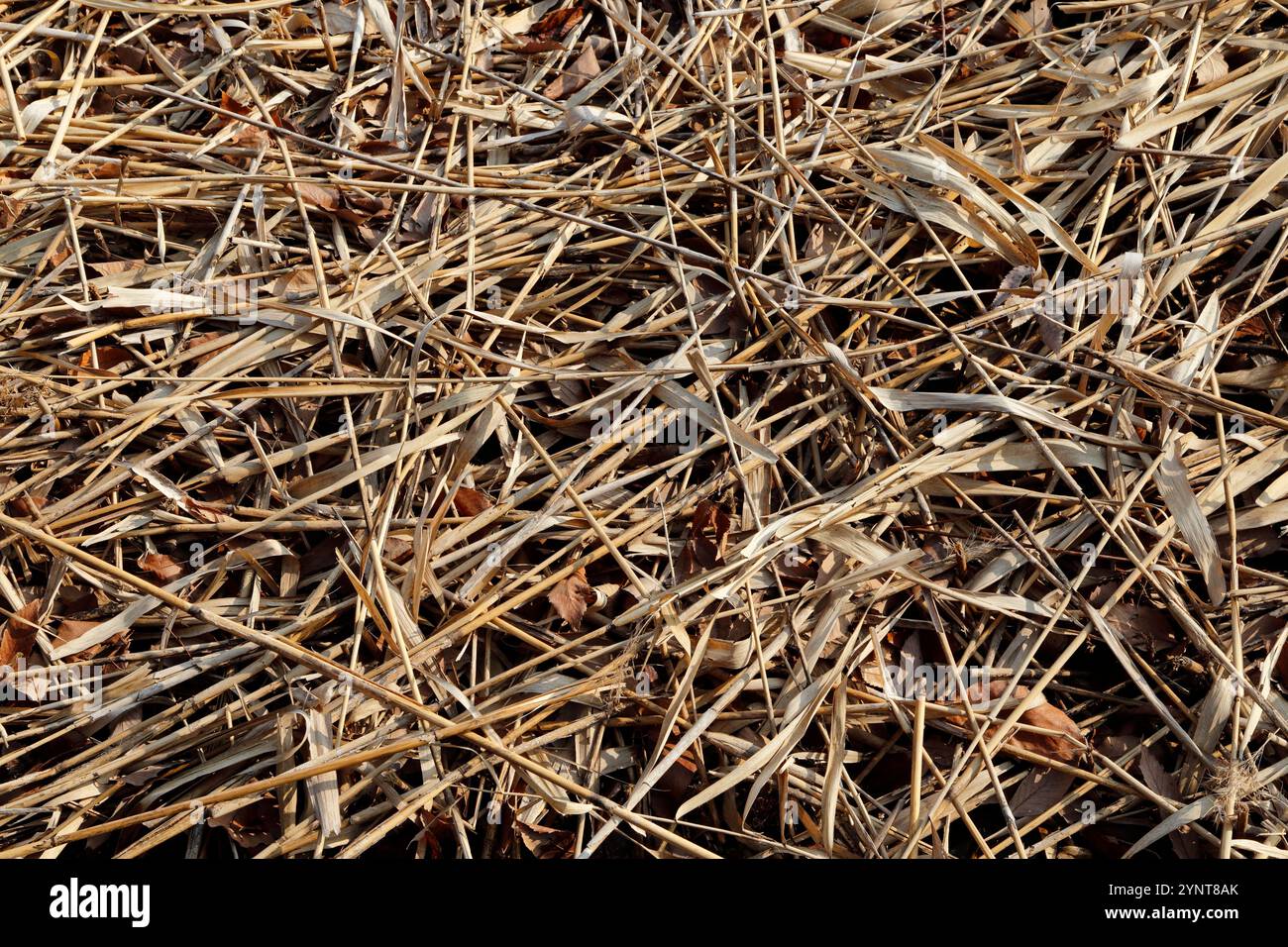 Dead 24 hi-res stock photography and images - Alamy