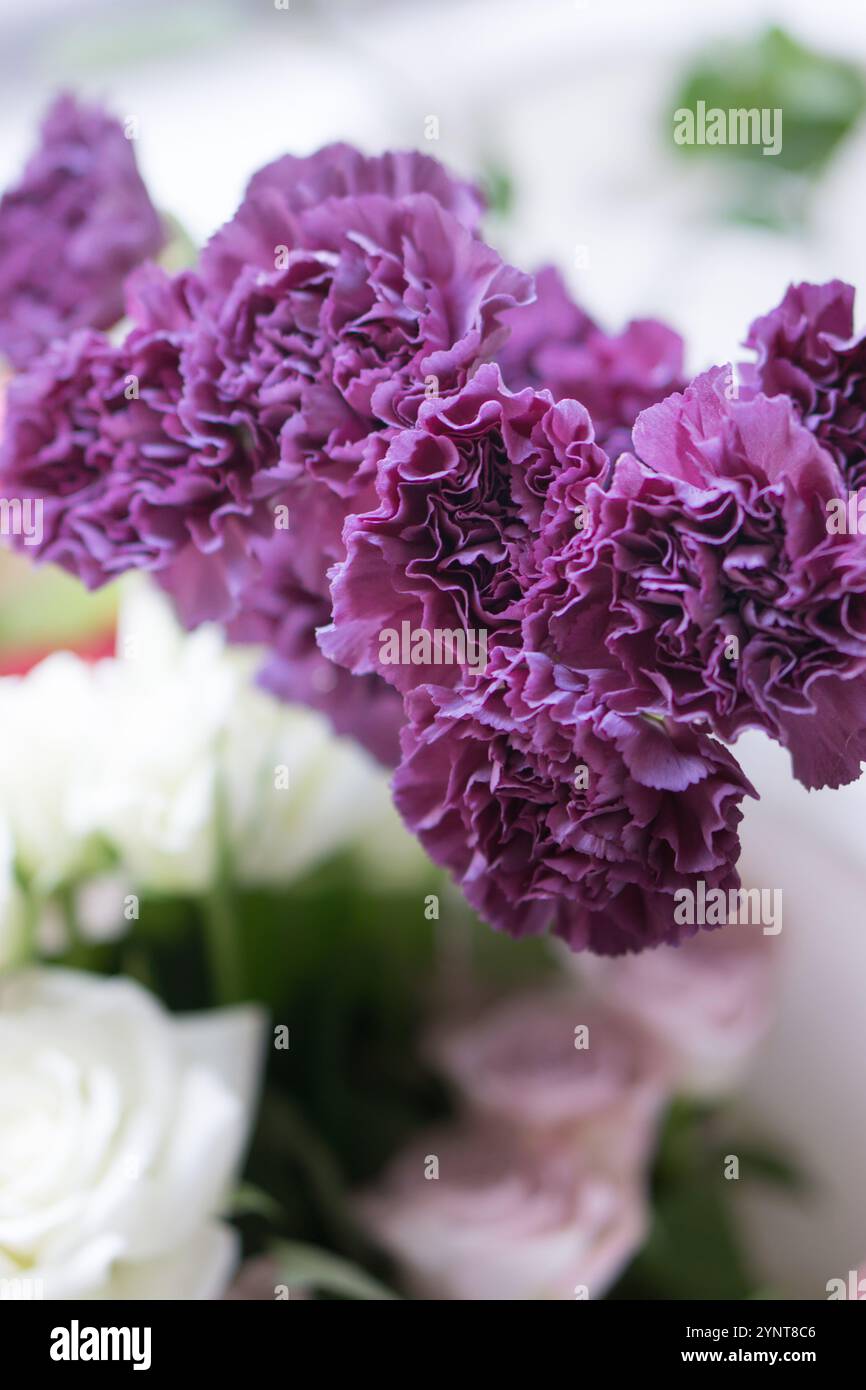 December brilliant hi-res stock photography and images - Alamy