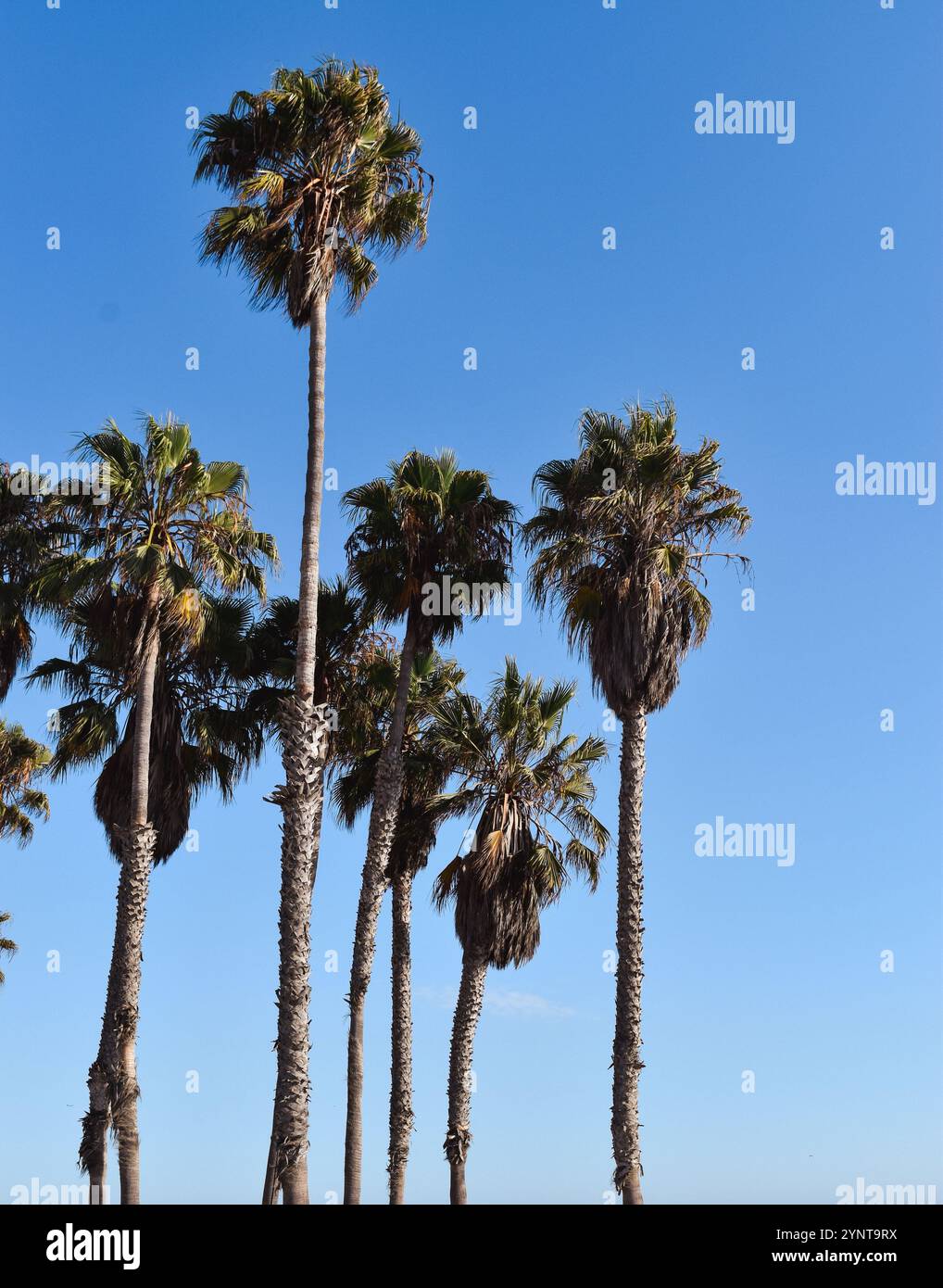 Los angeles palm trees beach hi-res stock photography and images - Alamy