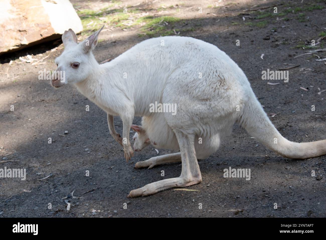 the joey albino kangaroo is all white with pink eyes, ears and nose ...