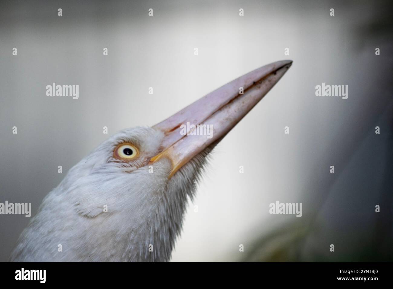 the albino magpie is all white with a pink bill Stock Photo - Alamy