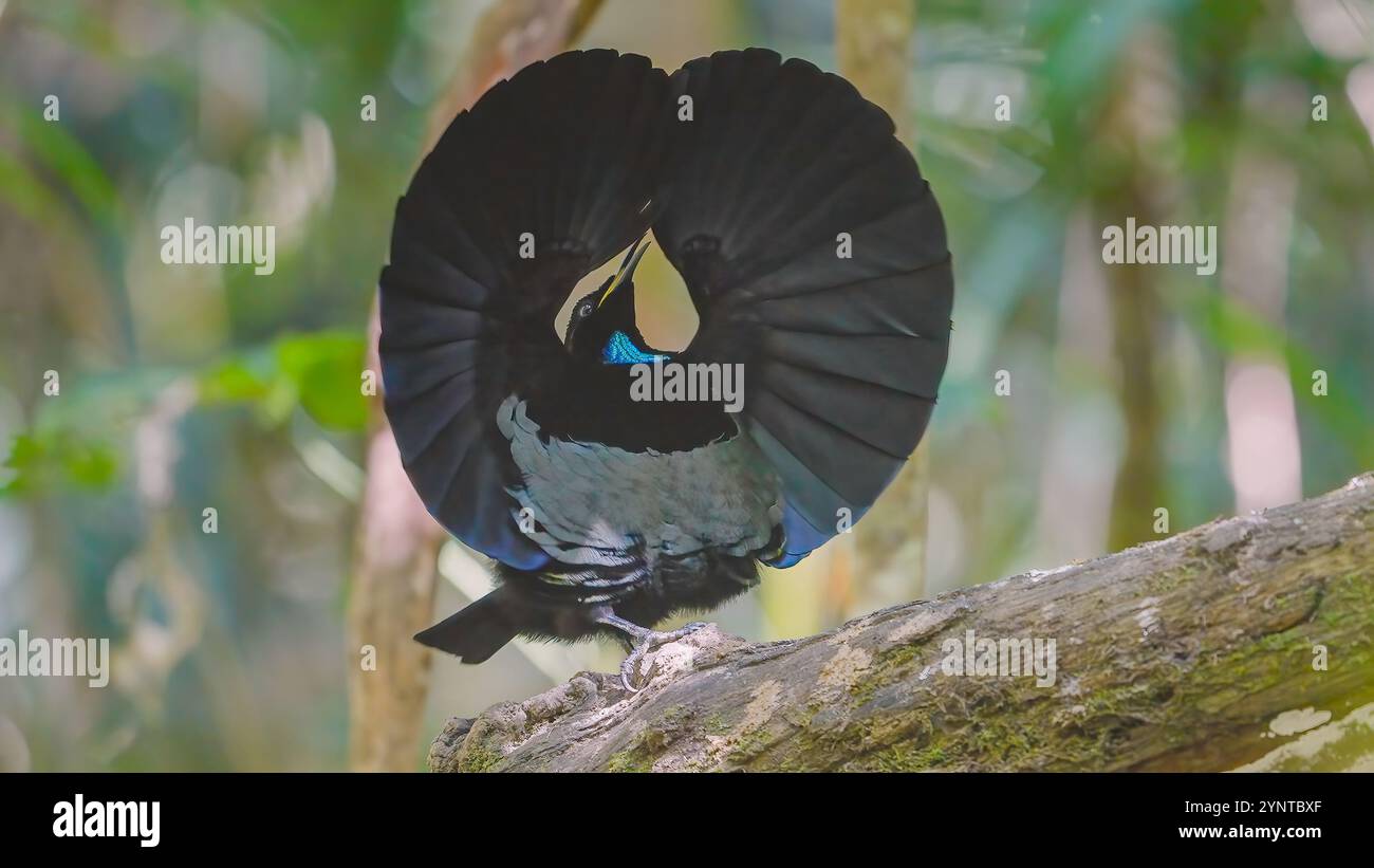 a front view clip of a male victoria's riflebird's mating display in a ...
