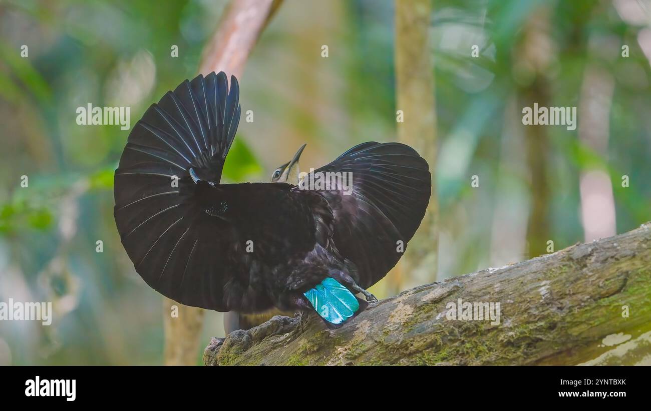 a rear view clip of a male victoria's riflebird's mating display in a ...
