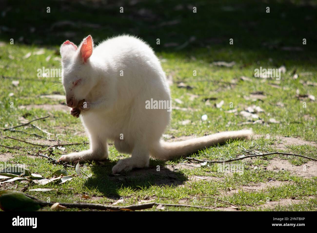 The albino wallaby has a white body with pink ears, nose, eyes and ...