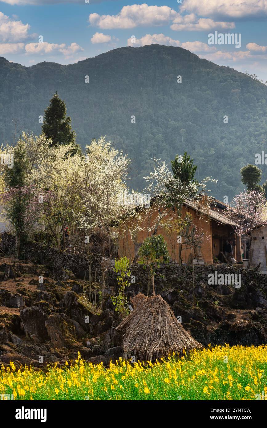 Spring and the peaceful life of the Hmong ethnic group in Ha Giang ...