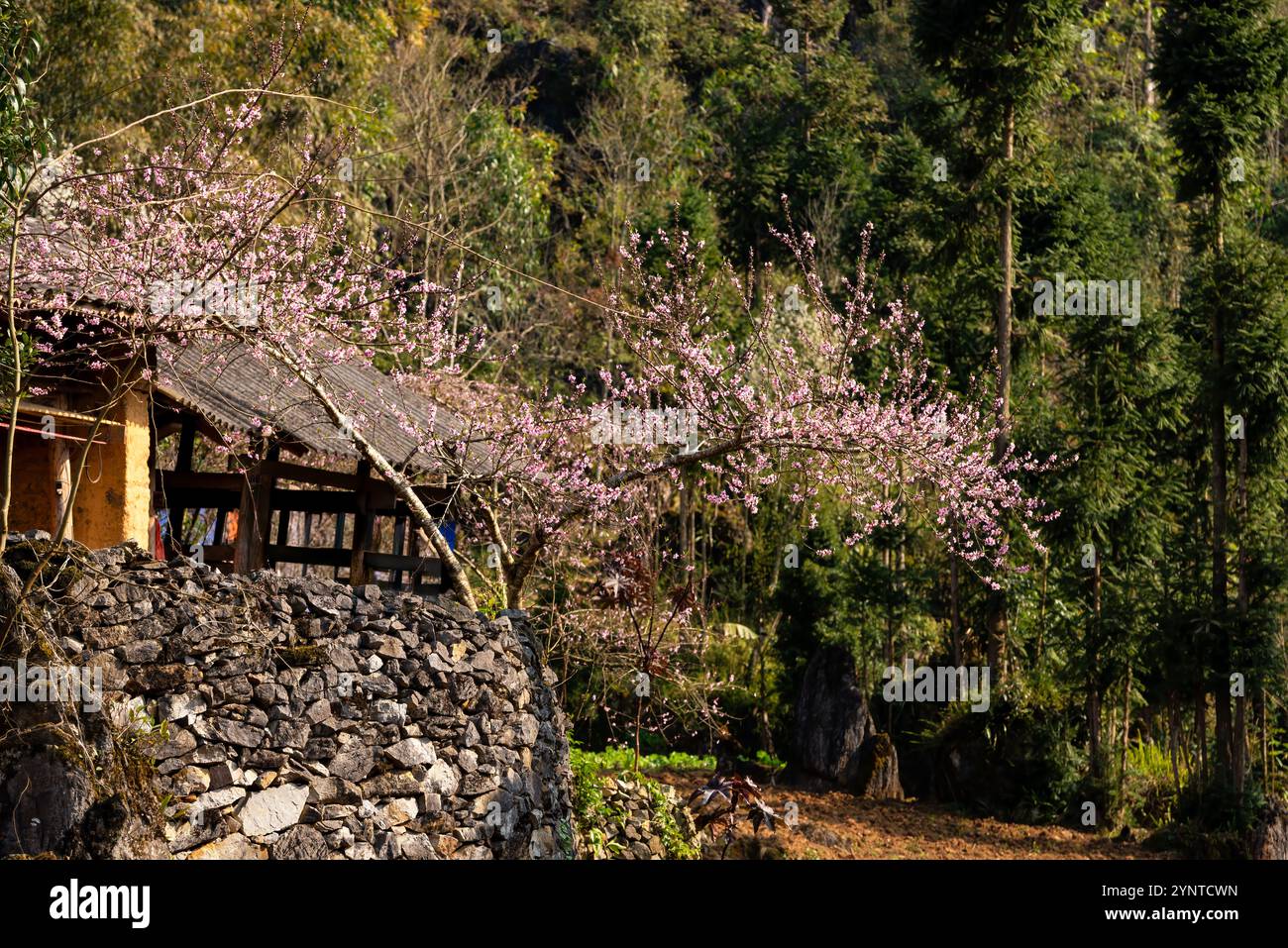 Spring and the peaceful life of the Hmong ethnic group in Ha Giang ...