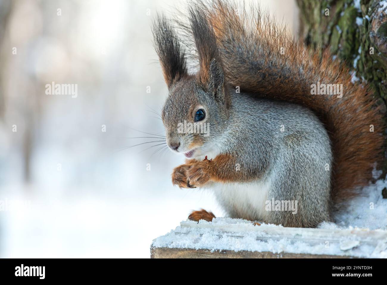 Cute squirrel sitting feeding trough hi-res stock photography and ...