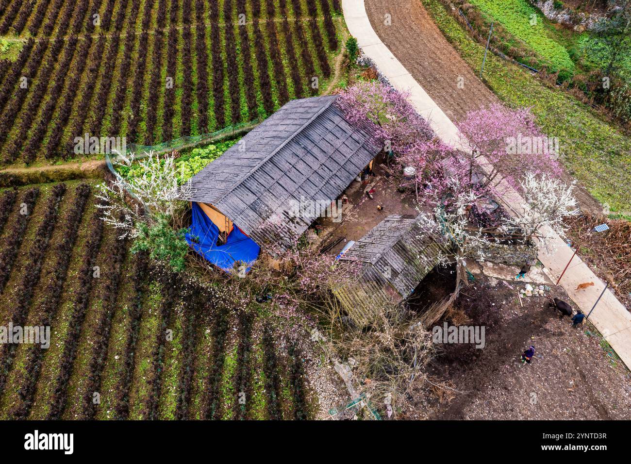 Spring and the peaceful life of the Hmong ethnic group in Ha Giang ...