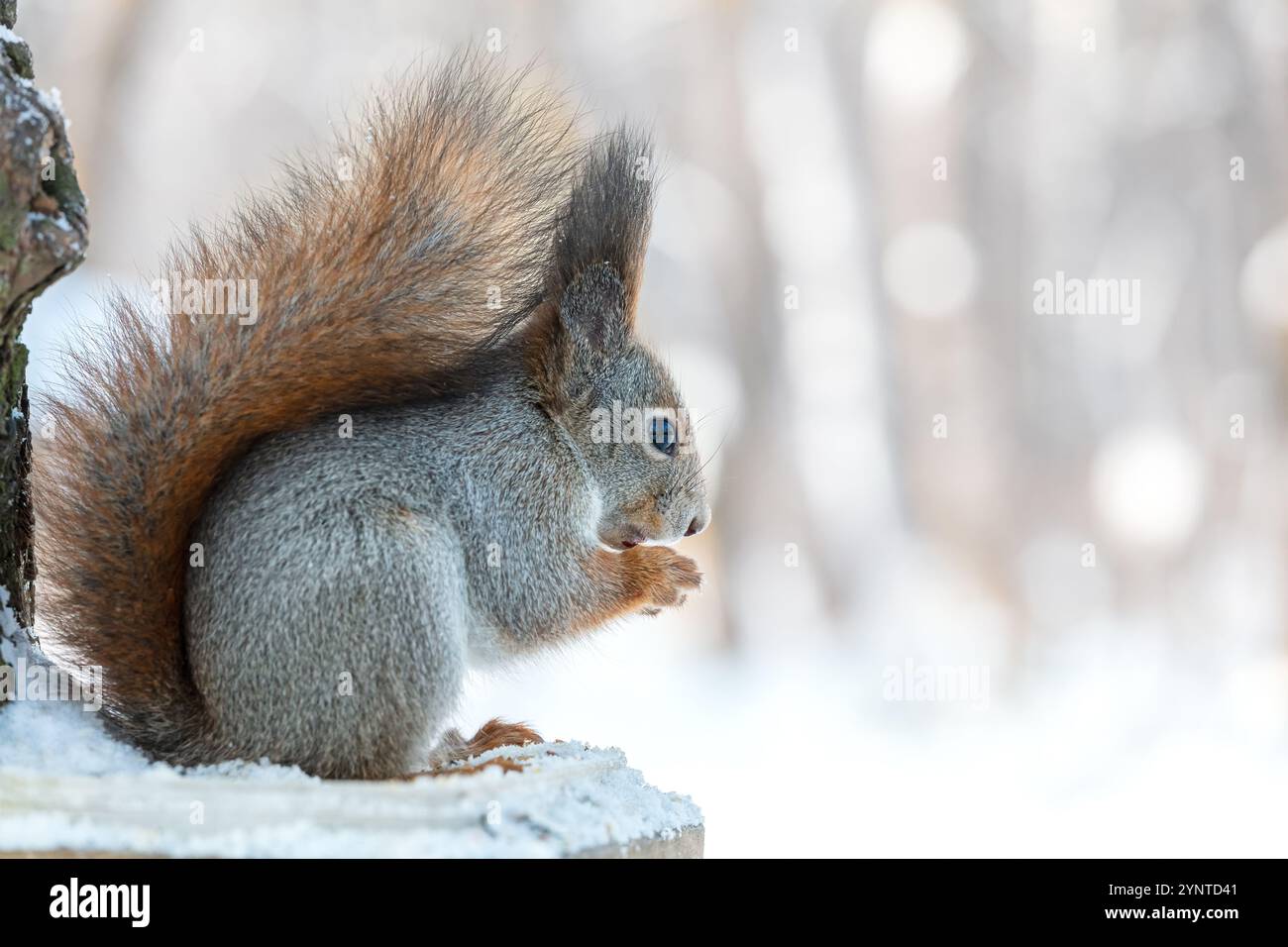 Animal feeding trough hi-res stock photography and images - Alamy