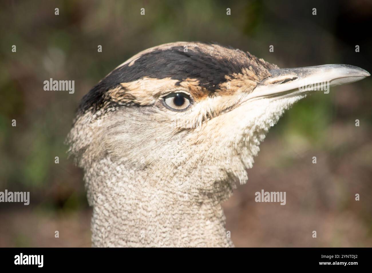 The Australian Bustard is one of Australia's largest birds. It is a ...