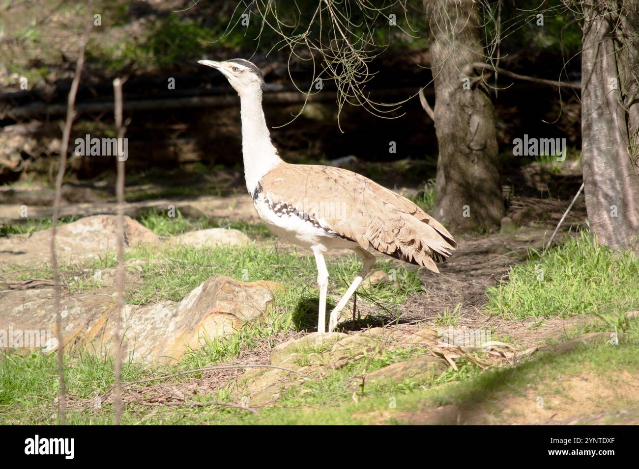 The Australian Bustard is one of Australia's largest birds. It is a ...