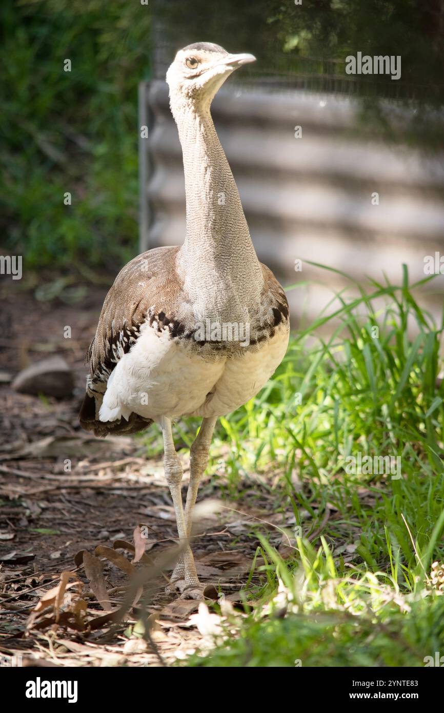 The Australian Bustard is one of Australia's largest birds. It is a ...