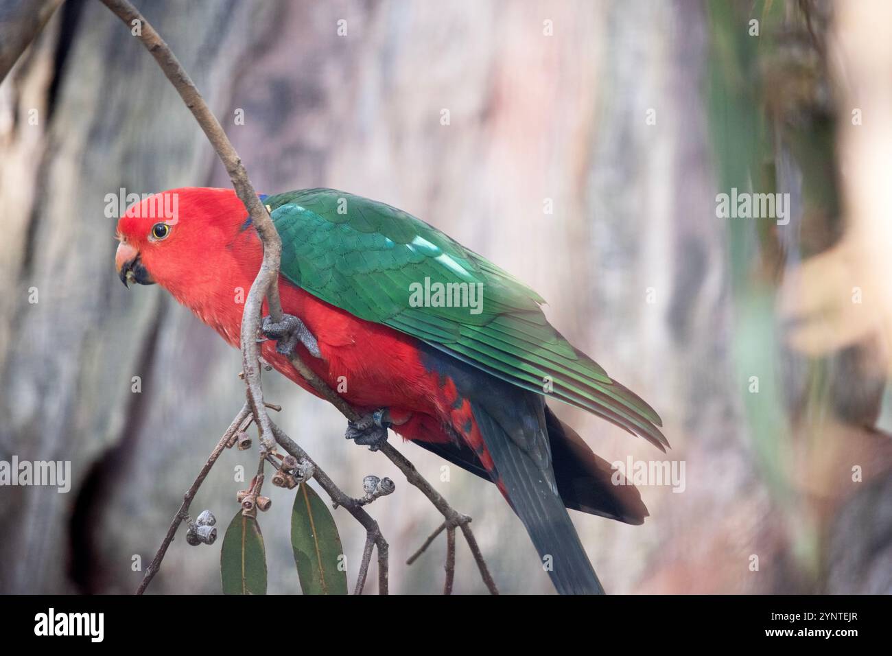The Australian king parrot has a red belly , chest head and a green ...