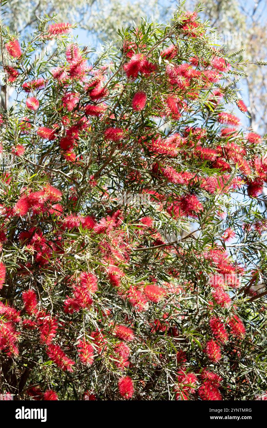 Australian native bouquet hi-res stock photography and images - Alamy