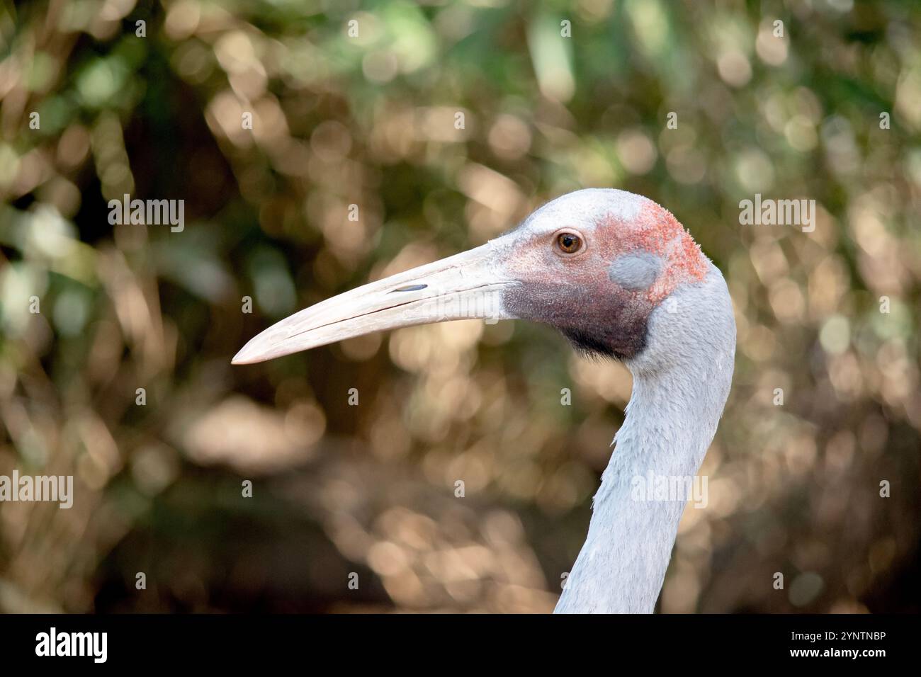 Chin piece hi-res stock photography and images - Alamy