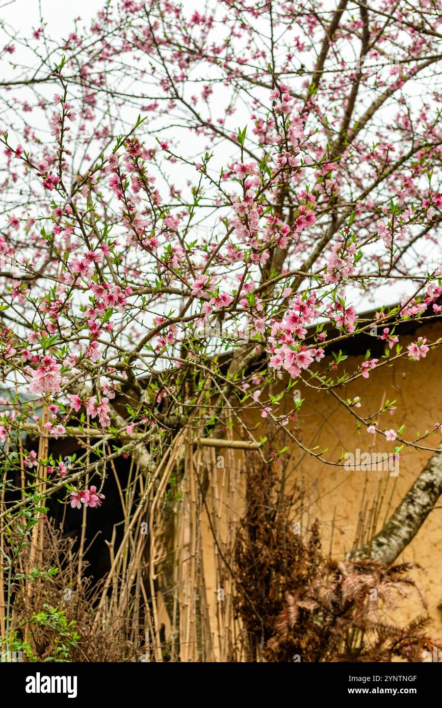 Spring and the peaceful life of the Hmong ethnic group in Ha Giang ...